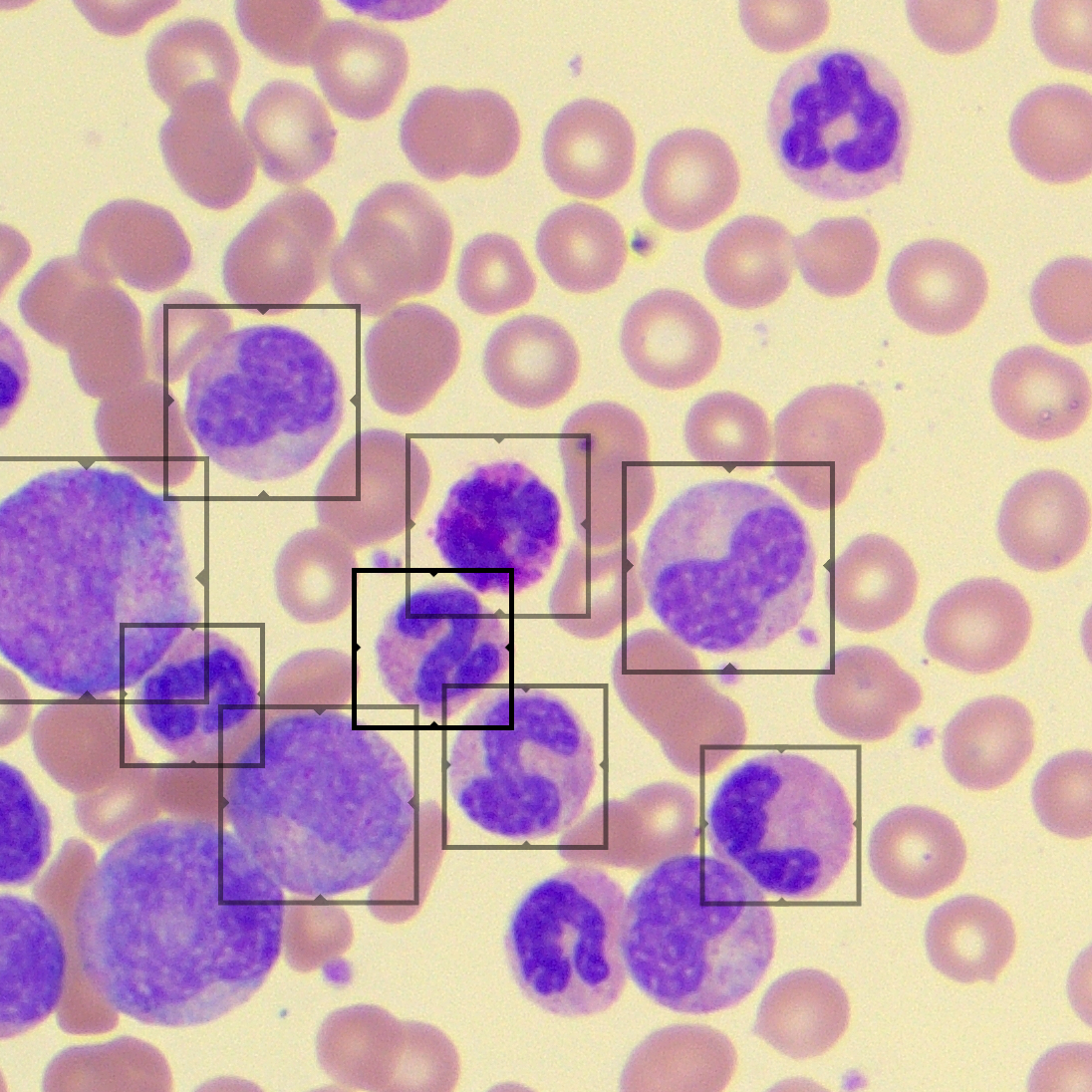 Magi - AI to Disrupt Medical Imaging Device Regulation